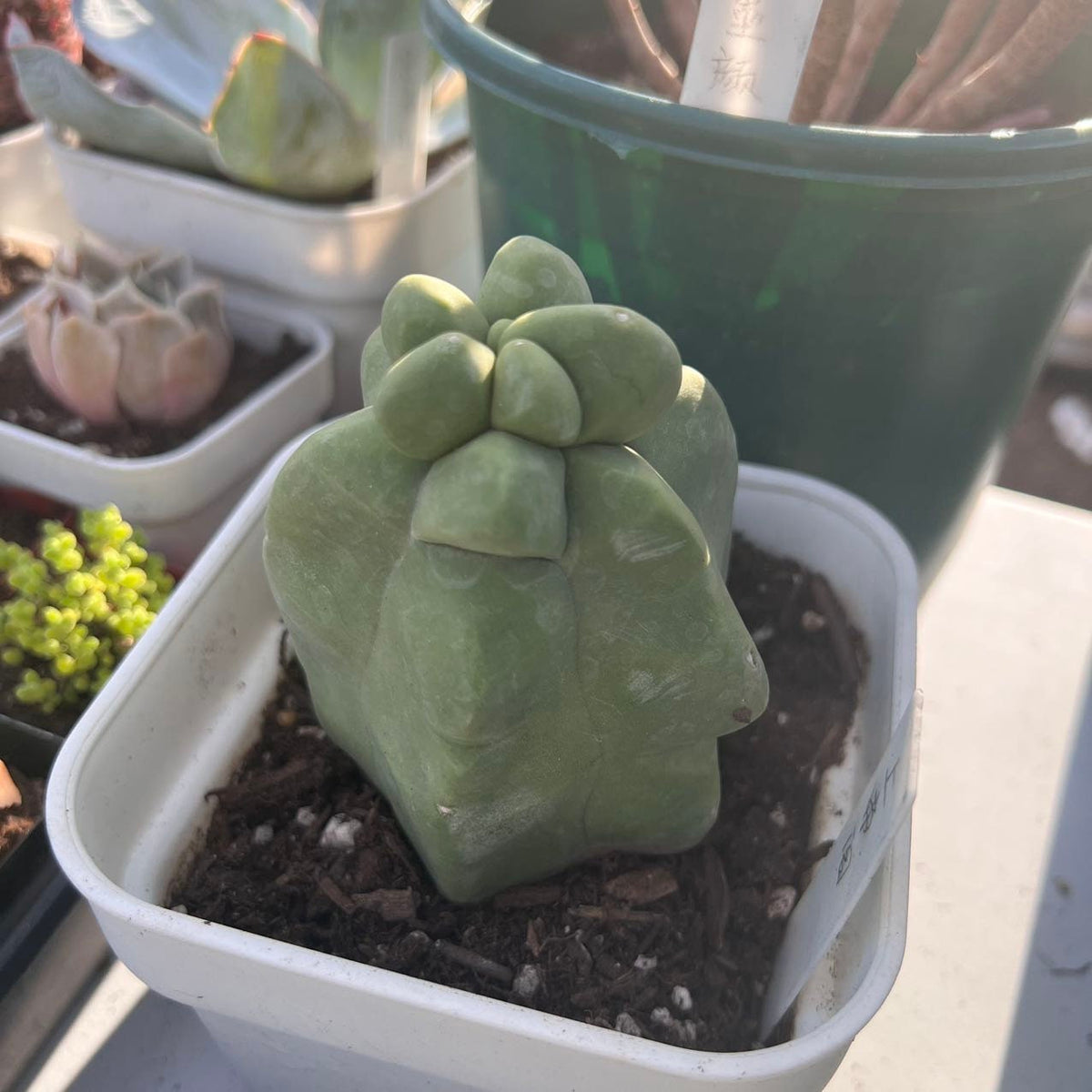 Pachycereus schottii 'monstrosus' Totem Pole Cactus Rare Succulent Live ...