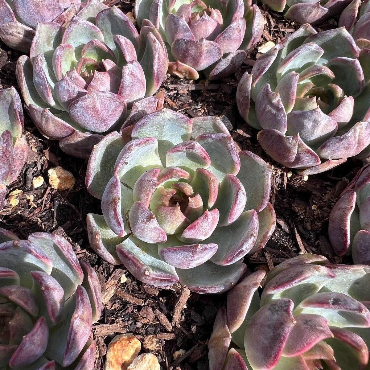 Echeveria blueberry Rare Succulent Live Plant Live Succulent Cactus ...
