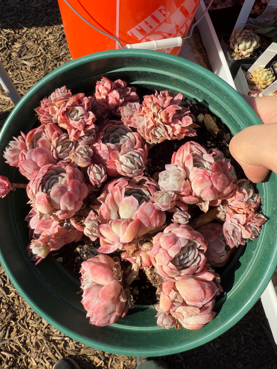Echeveria raspberry ice Rare Succulent Live Plant Live Succulent Cactu ...